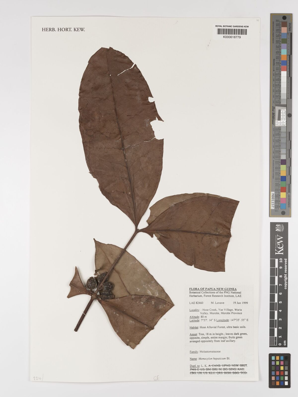 Memecylon lilacinum Zoll. & Moritzi | Plants of the World Online | Kew ...