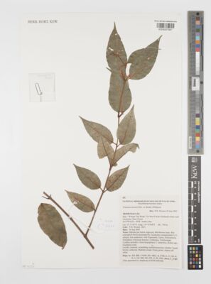 Trimenia moorei (Oliv.) Philipson | Plants of the World Online | Kew ...