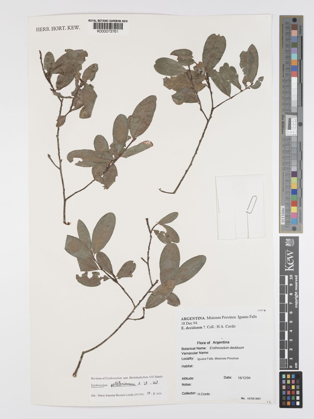 Erythroxylum pelleterianum A.St.-Hil. | Plants of the World Online ...
