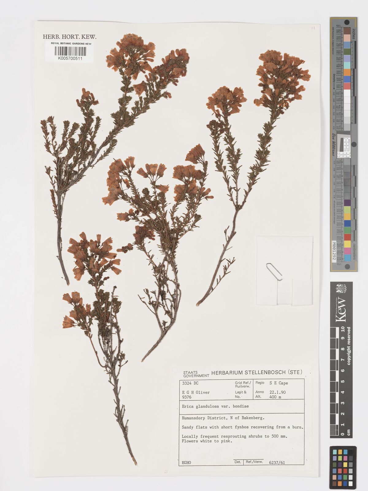 Erica glandulosa subsp. bondiae (Compton) E.G.H.Oliv. & I.M.Oliv ...