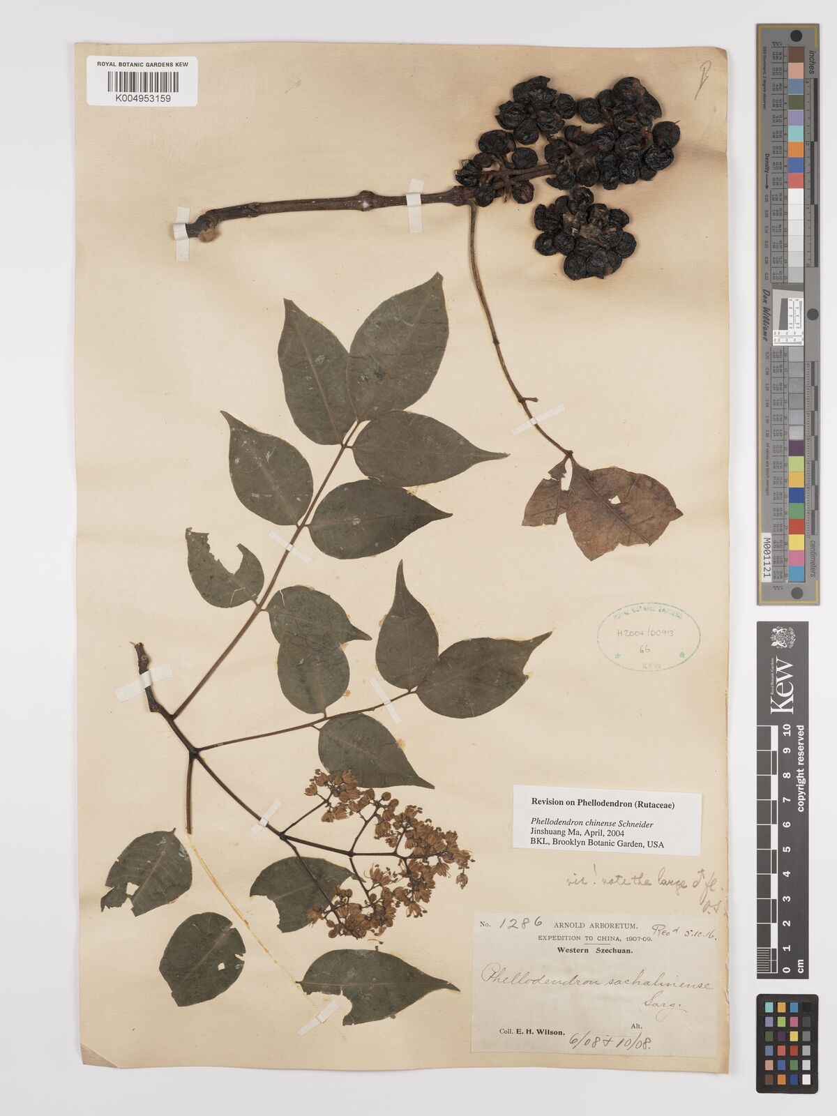 Phellodendron chinense var. glabriusculum C.K.Schneid. | Plants of the ...