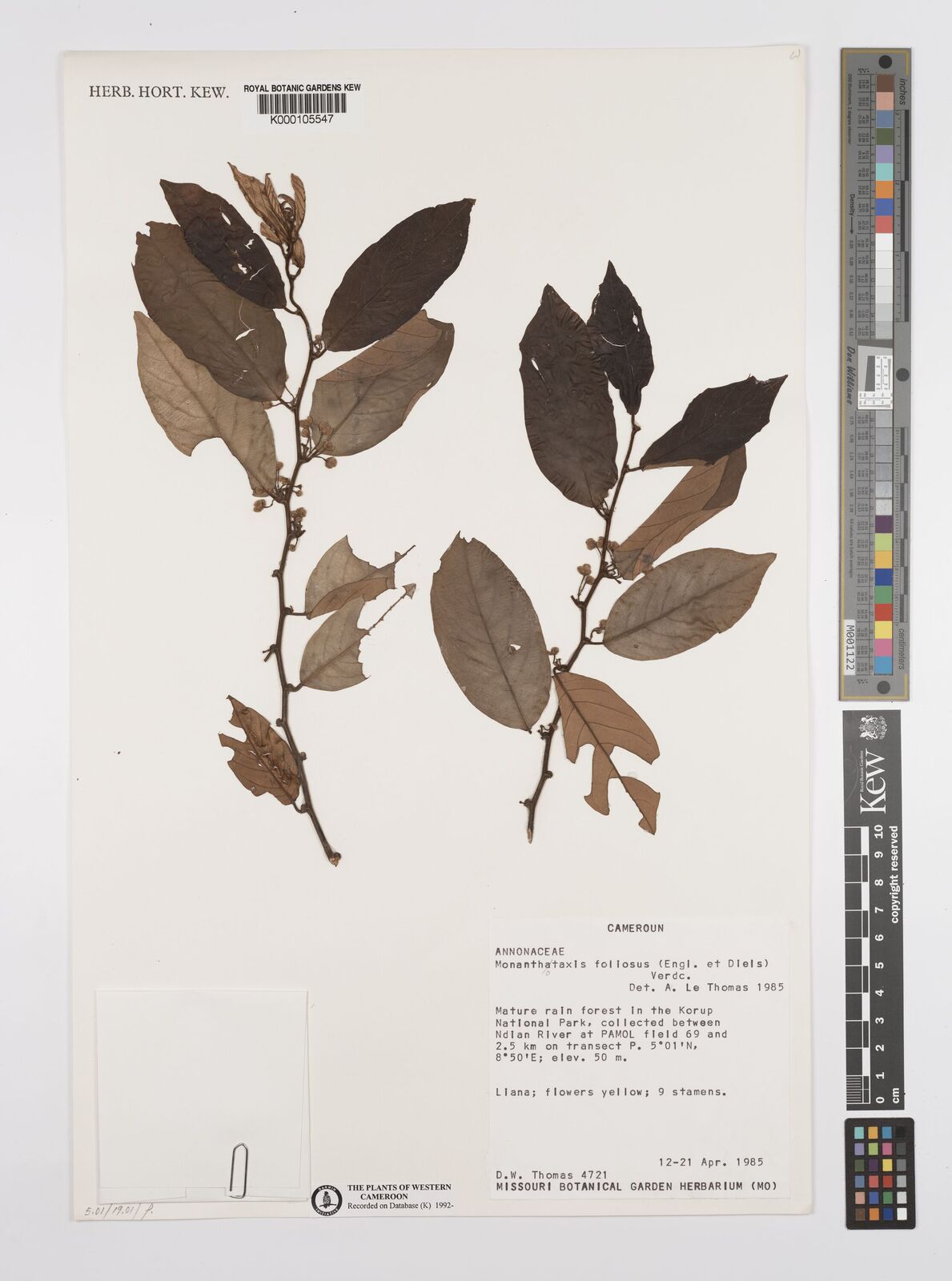 Monanthotaxis foliosa (Engl. & Diels) Verdc. | Plants of the World ...