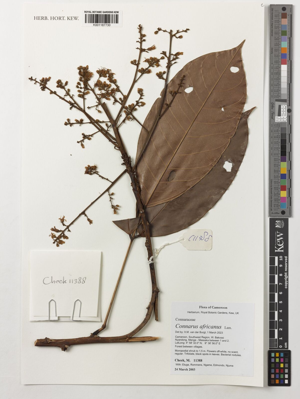 Connarus africanus Lam. | Plants of the World Online | Kew Science