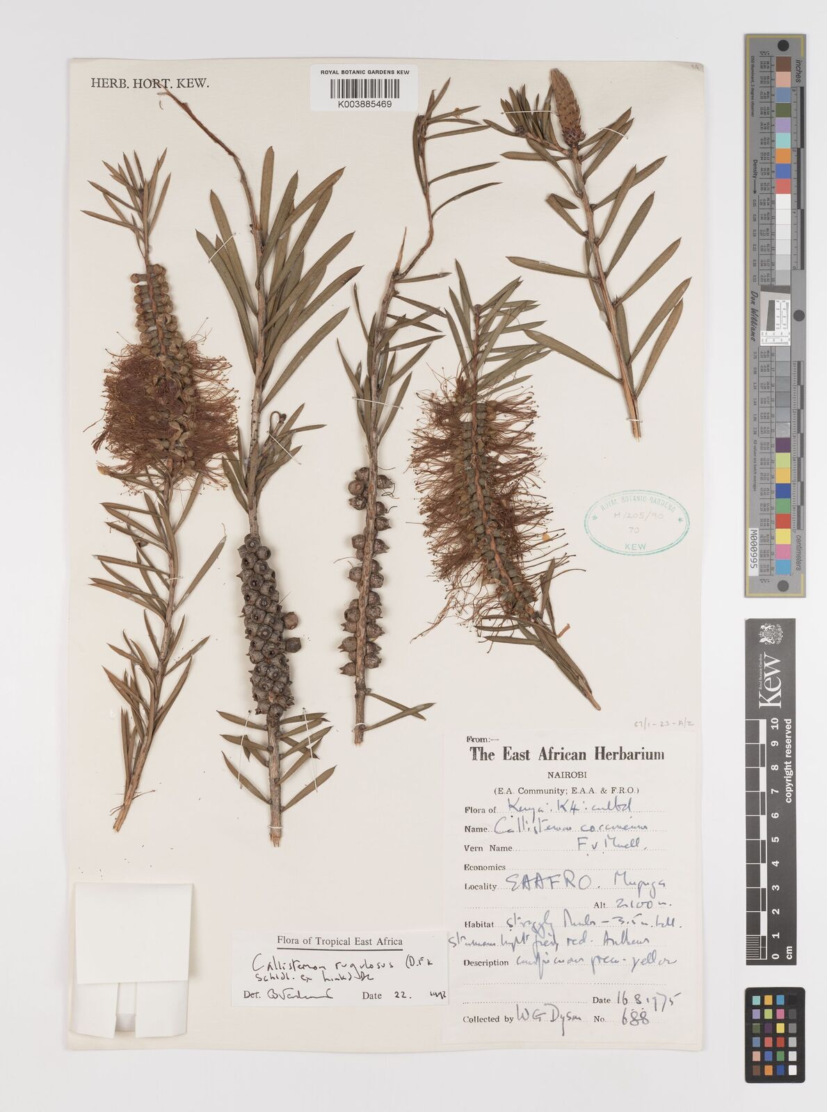 Melaleuca rugulosa (Link) Craven | Plants of the World Online | Kew Science