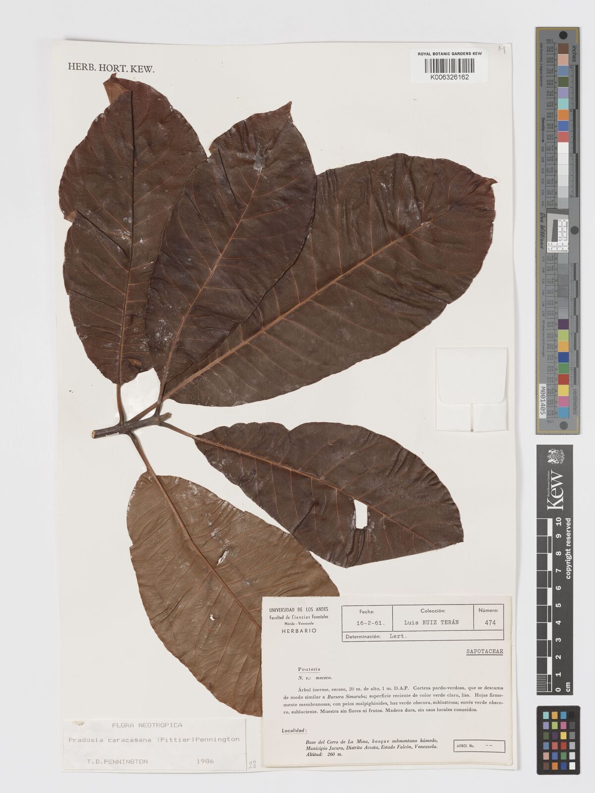 Pradosia caracasana (Pittier) T.D.Penn. | Plants of the World Online ...