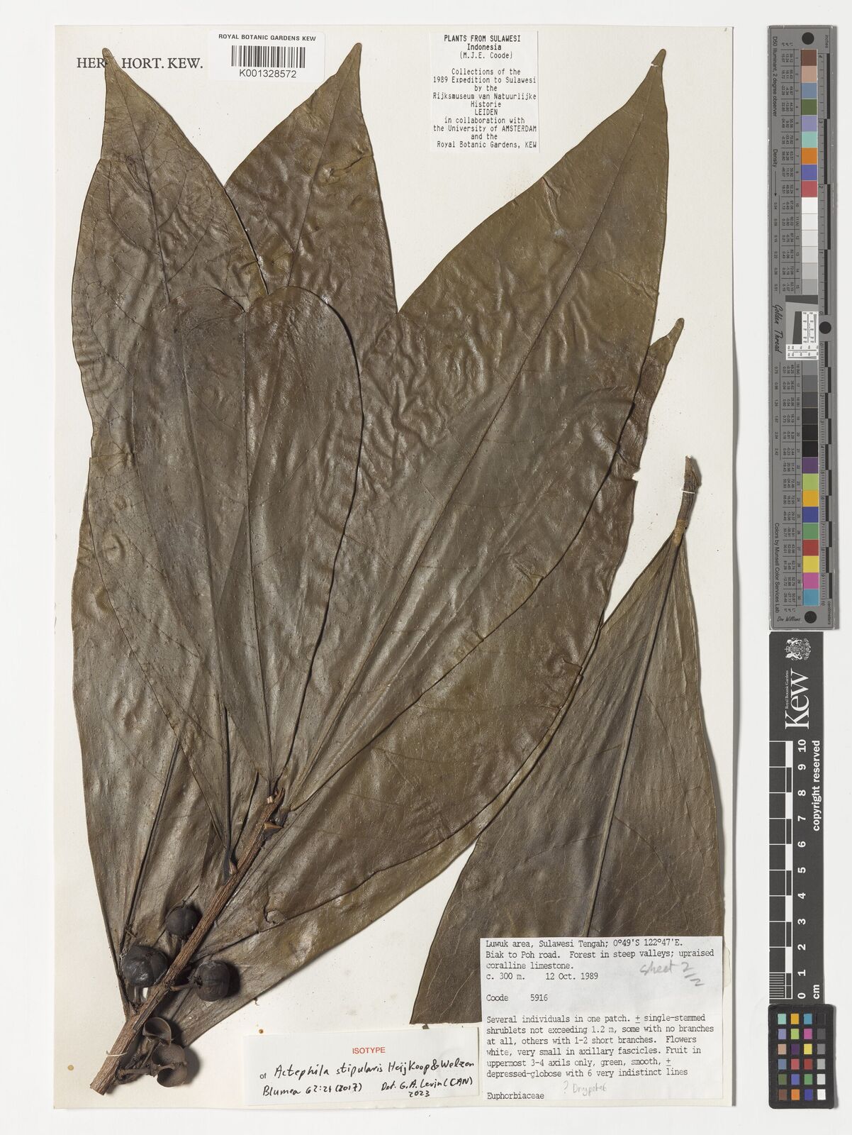 Actephila stipularis Heijkoop & Welzen | Plants of the World Online ...