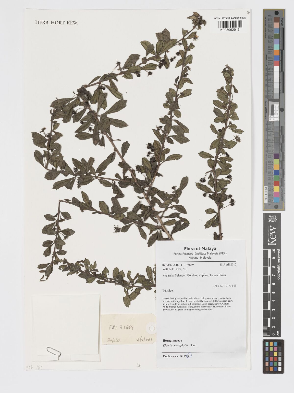Ehretia microphylla Lam. | Plants of the World Online | Kew Science