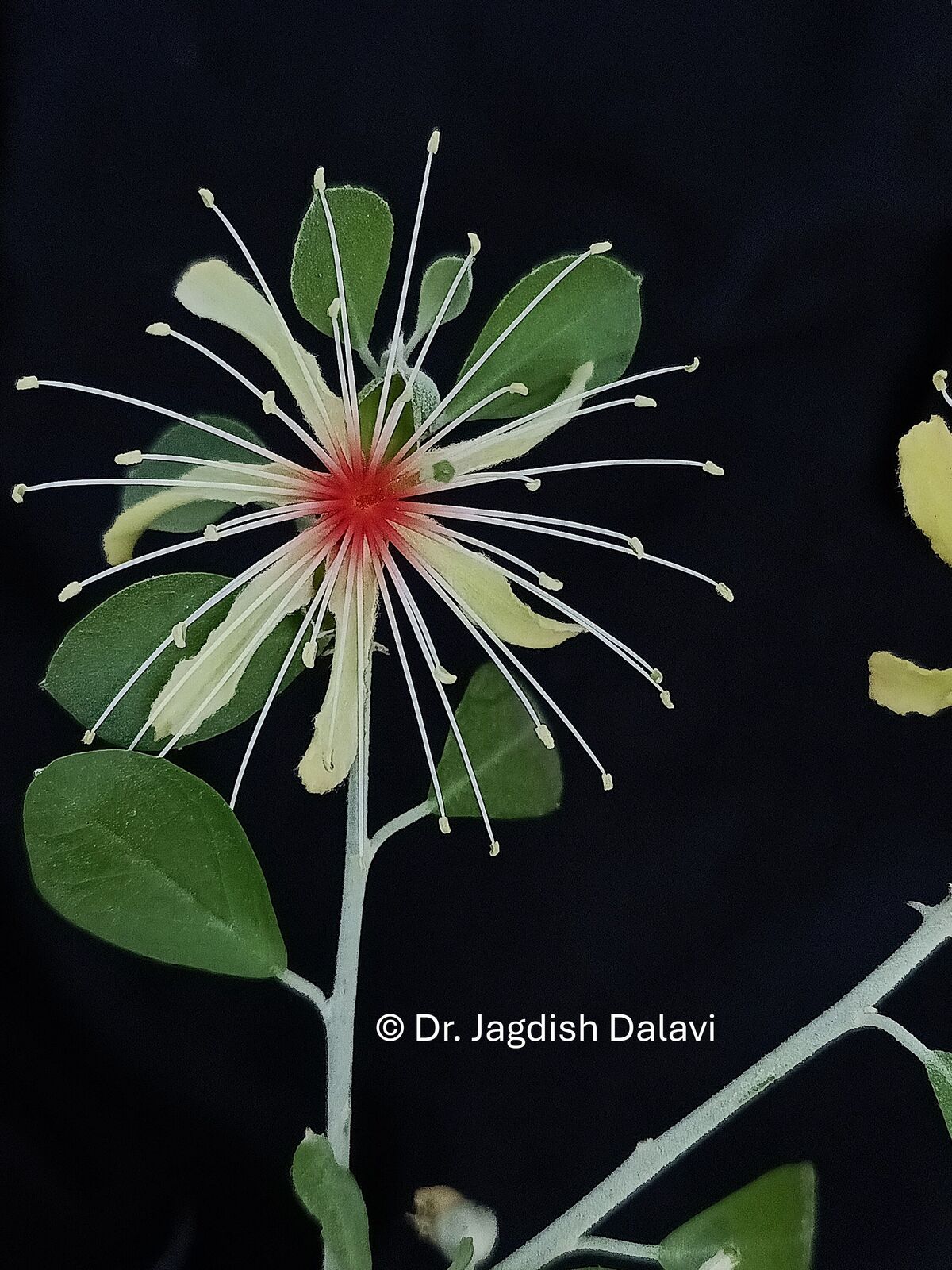 Capparis danielii Murugan, R.Manik., S.P.Nithya, B.Karthik & Arisdason ...