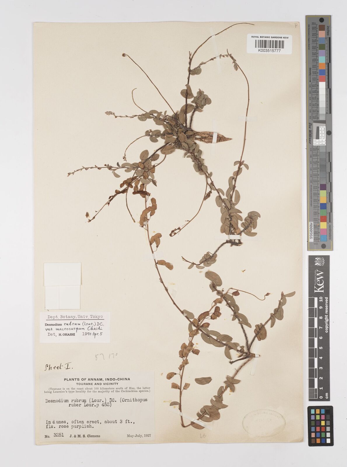 Grona rubra var. macrocarpa (H.Ohashi) H.Ohashi & K.Ohashi | Plants of ...