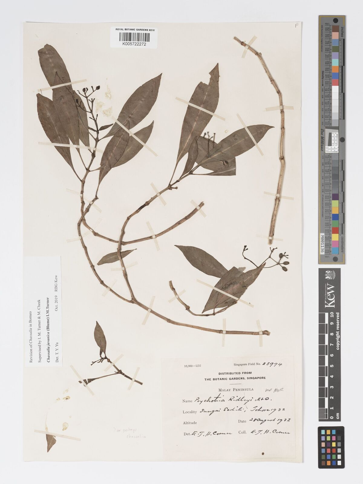 Chassalia javanica (Blume) I.M.Turner | Plants of the World Online ...