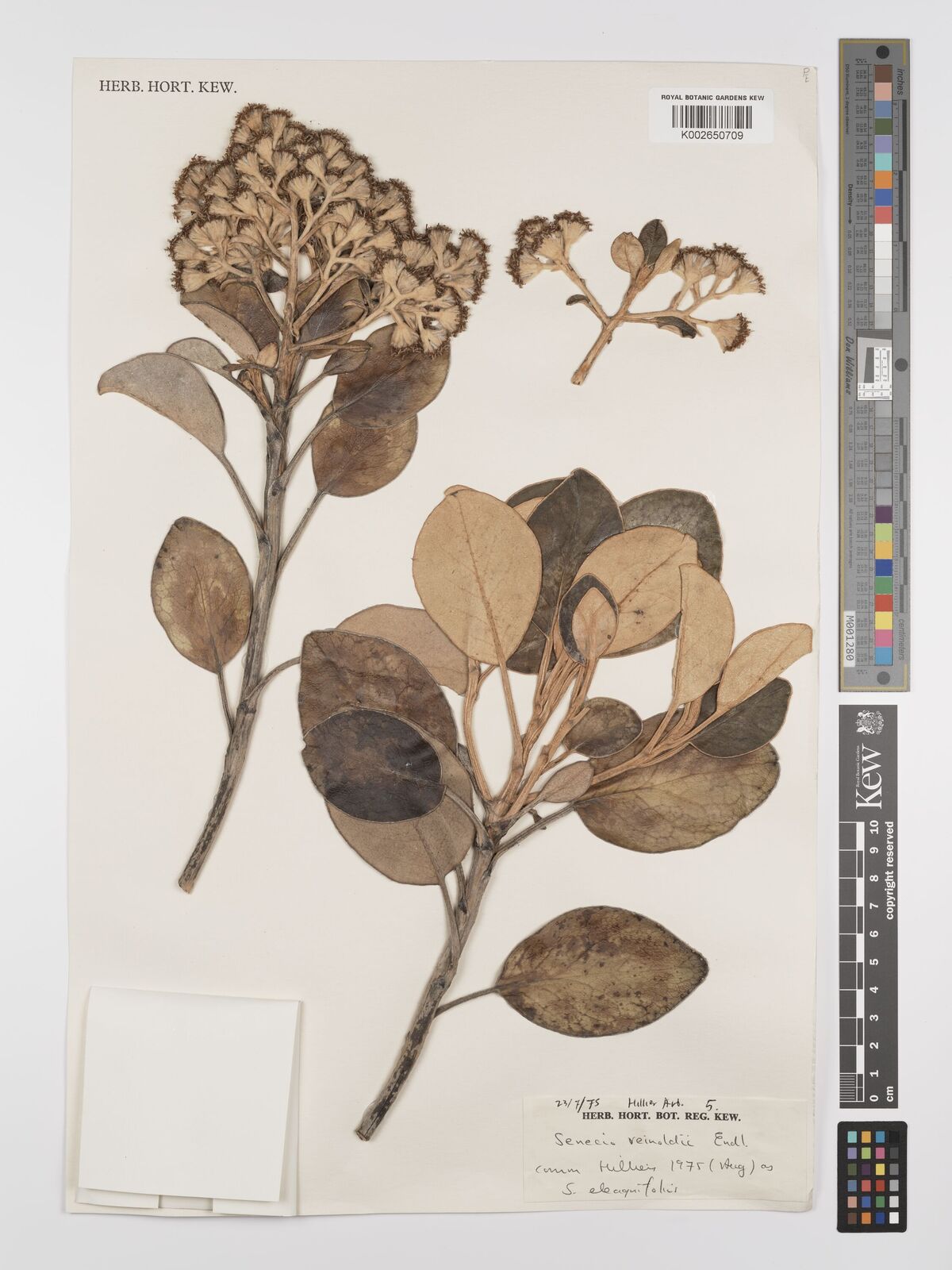 Brachyglottis rotundifolia var. rotundifolia | Plants of the World ...