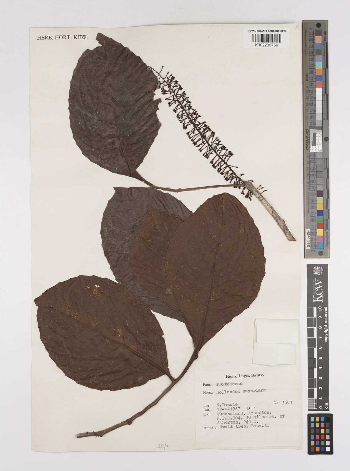 Hollandaea F.Muell. | Plants of the World Online | Kew Science