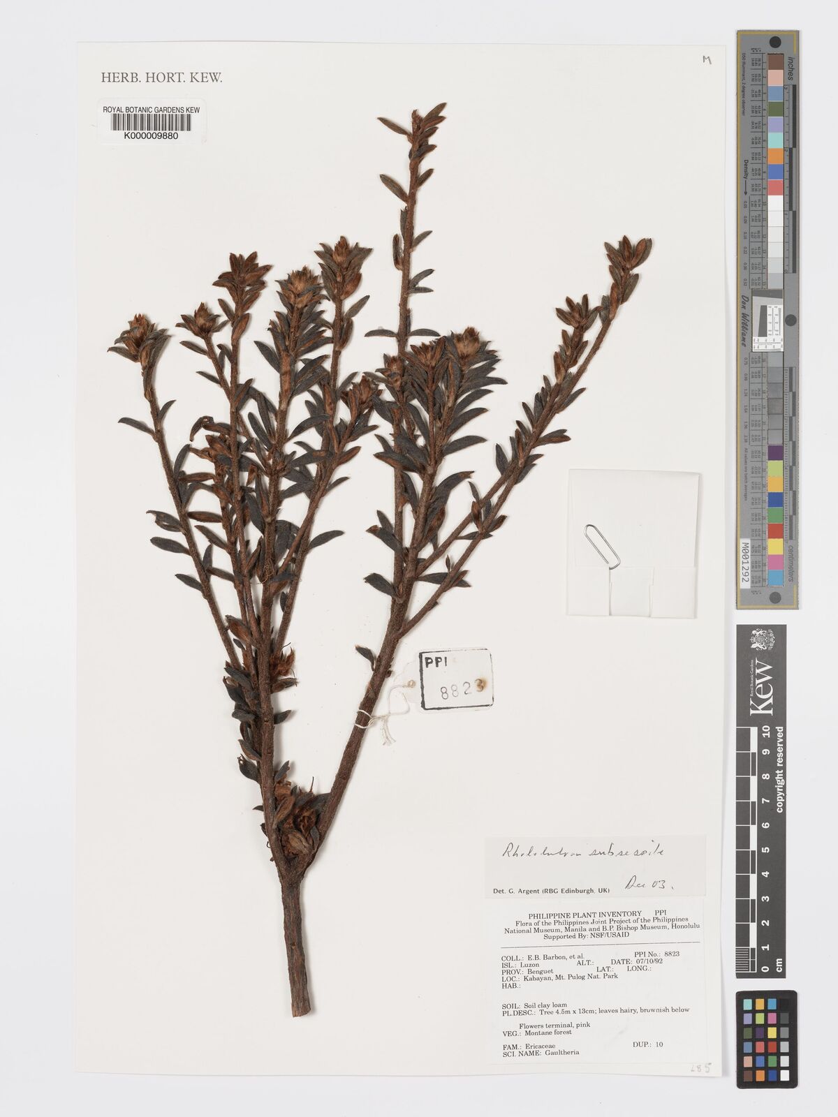 Rhododendron subsessile Rendle | Plants of the World Online | Kew Science