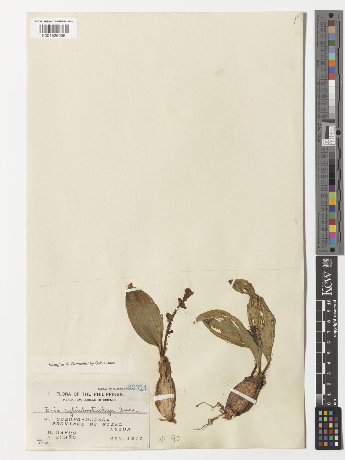 Pinalia cylindrostachya (Ames) W.Suarez & Cootes | Plants of the World ...