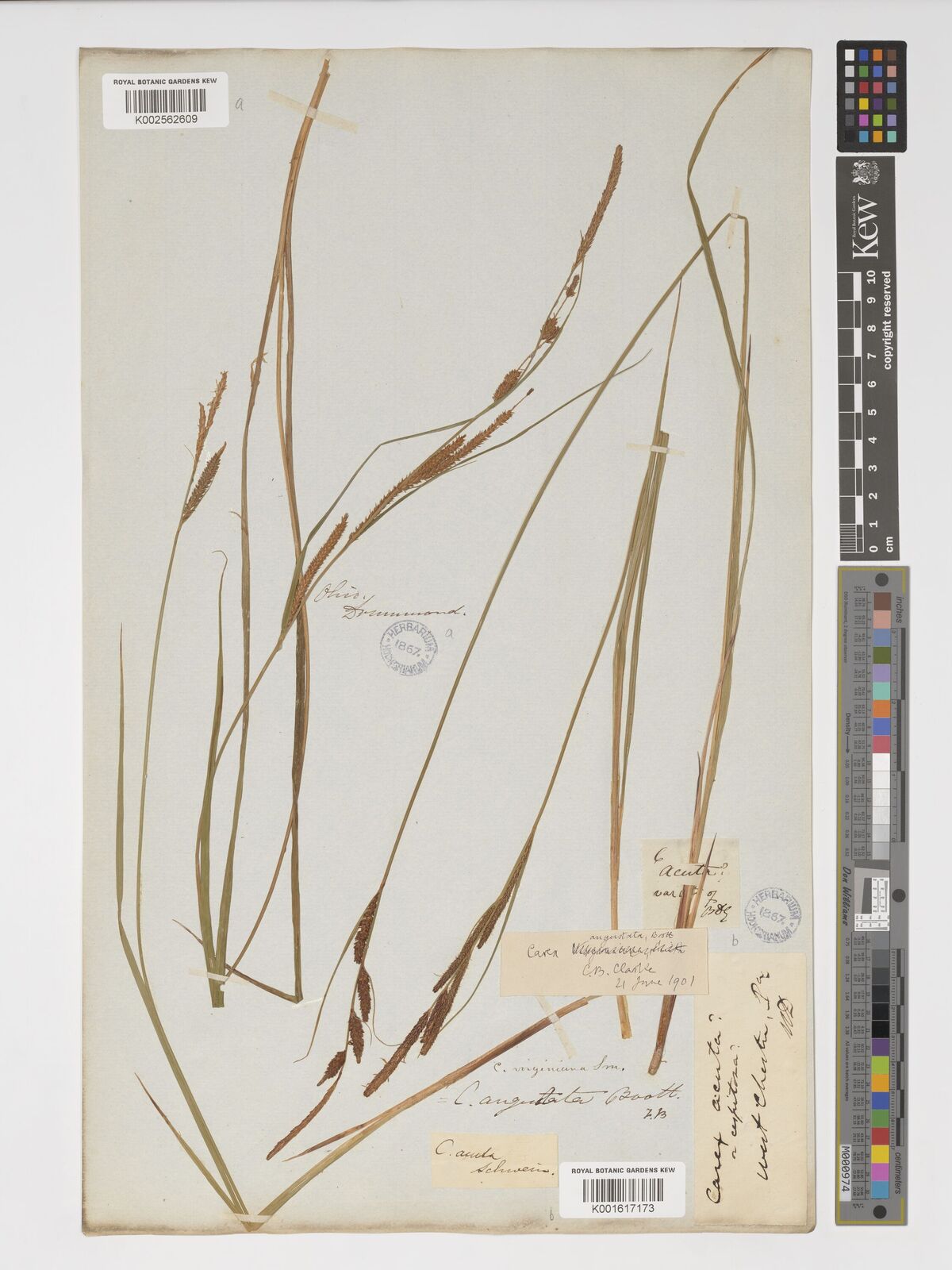 Carex angustata Boott | Plants of the World Online | Kew Science