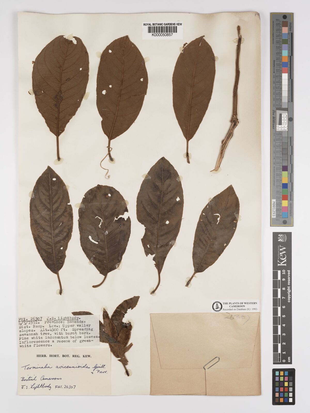 Terminalia avicennioides Guill. & Perr. | Plants of the World Online ...