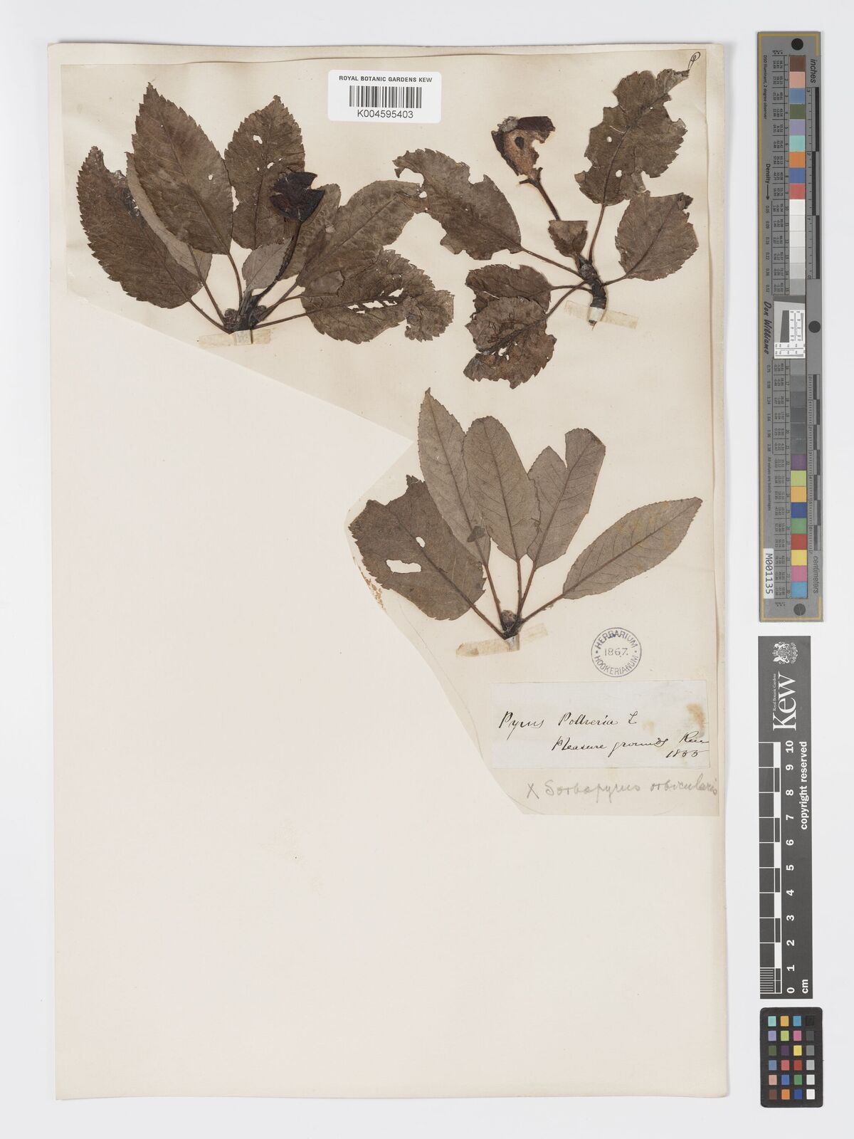 × Pyraria irregularis (Münchh.) Sennikov & Kurtto | Plants of the World ...
