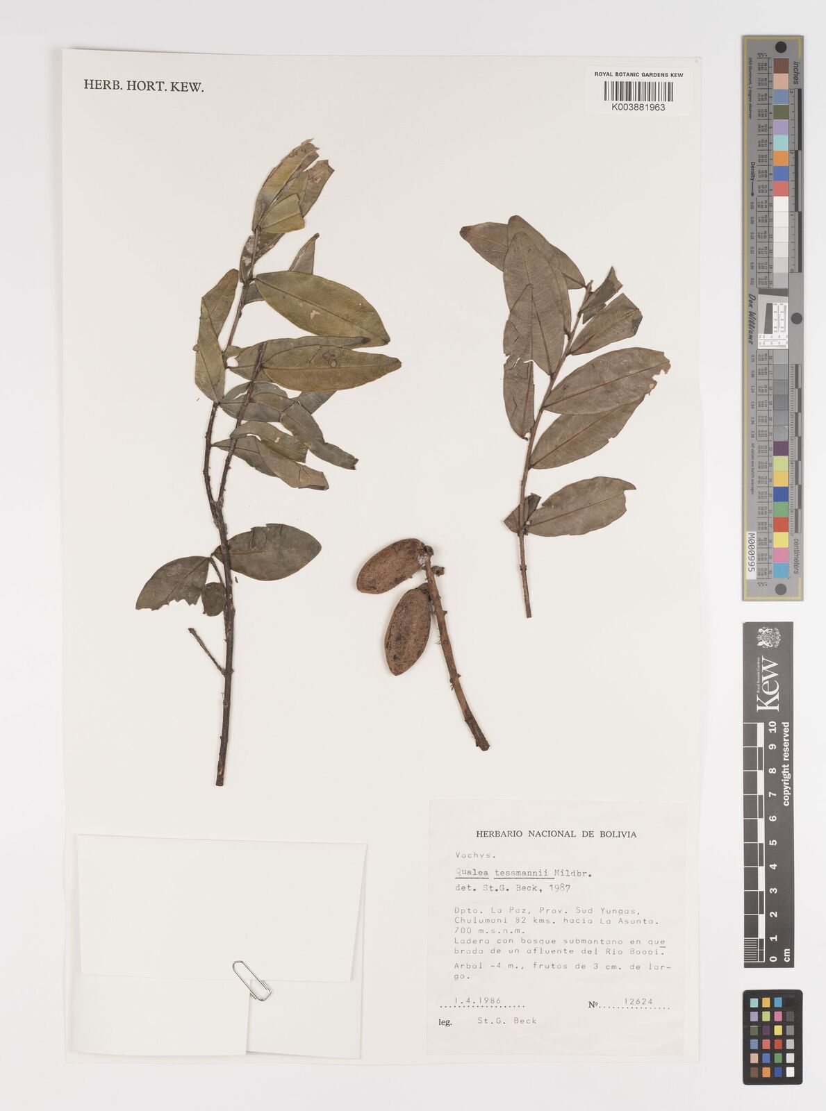 Qualea tessmannii Mildbr. | Plants of the World Online | Kew Science