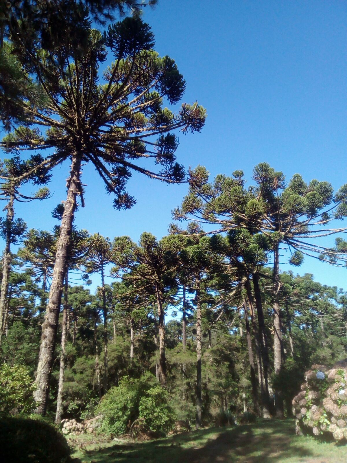 Araucaria angustifolia (Bertol.) Steud. | Colombian Plants made accessible