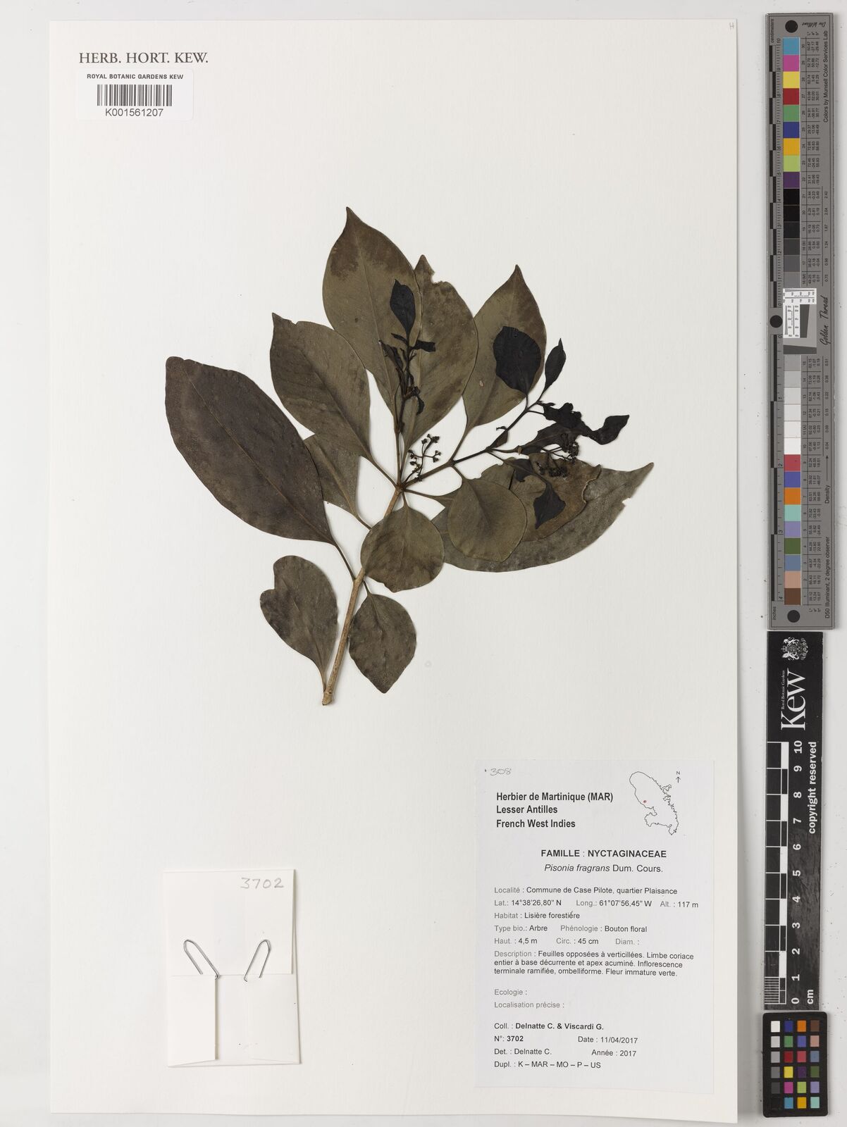 Guapira fragrans (Dum.Cours.) Little | Plants of the World Online | Kew ...