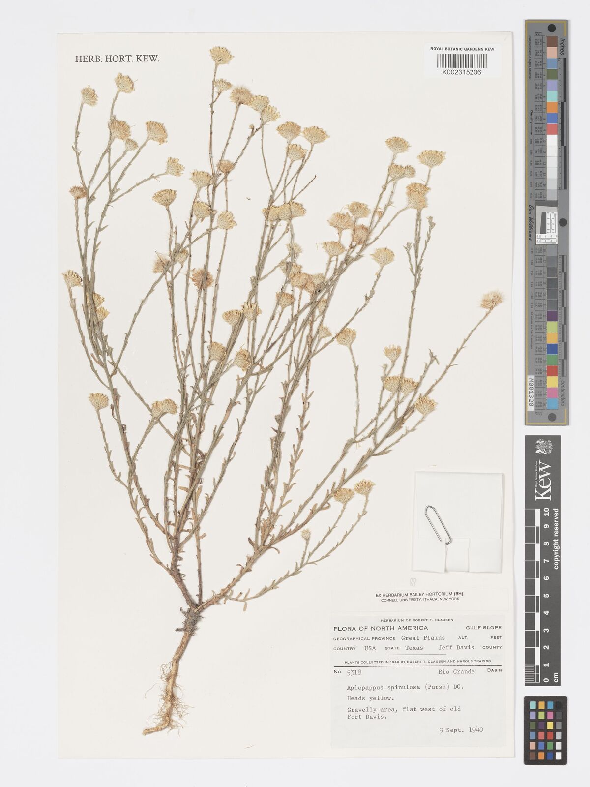 Xanthisma spinulosum (Pursh) D.R.Morgan & R.L.Hartm. | Plants of the ...