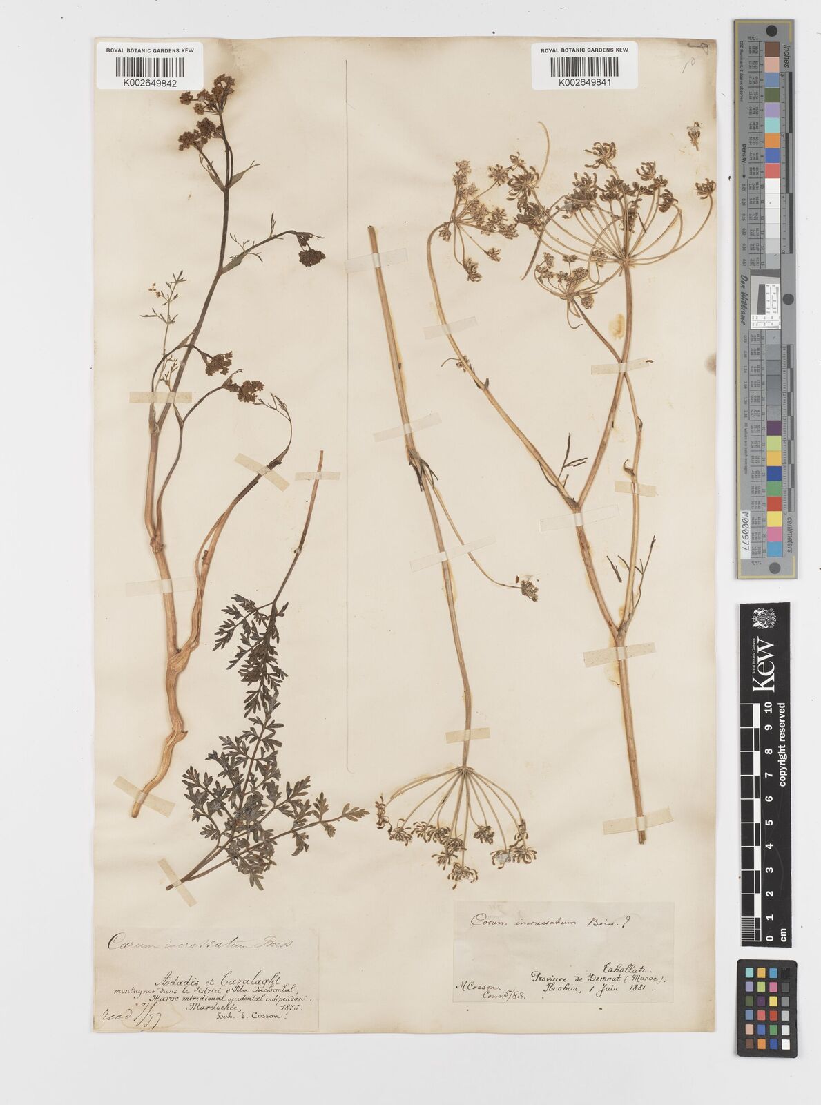 Bunium ferulaceum Sm. | Plants of the World Online | Kew Science