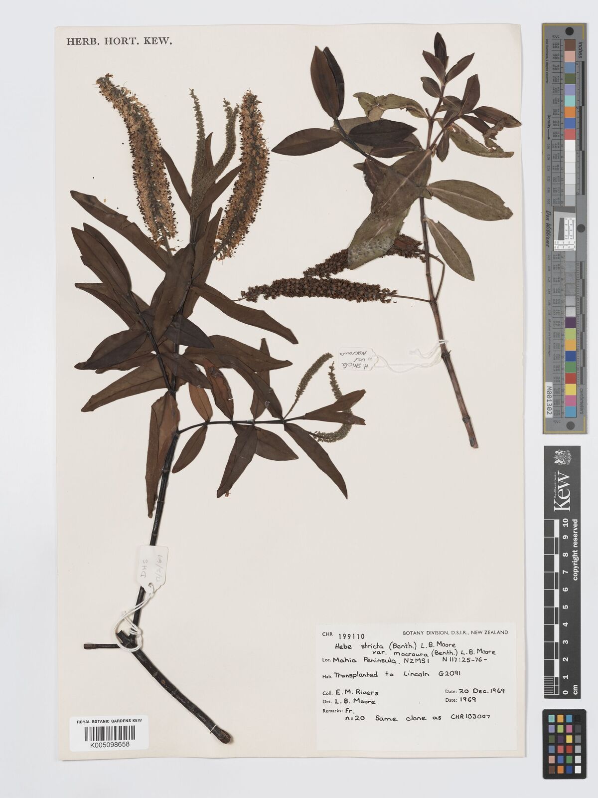 Veronica stricta var. macroura (Hook.f. ex Benth.) Garn.-Jones | Plants ...