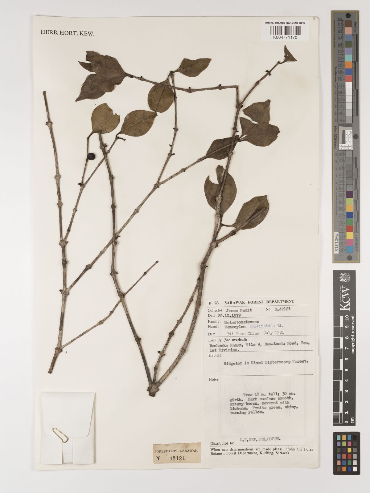 Memecylon lilacinum Zoll. & Moritzi | Plants of the World Online | Kew ...
