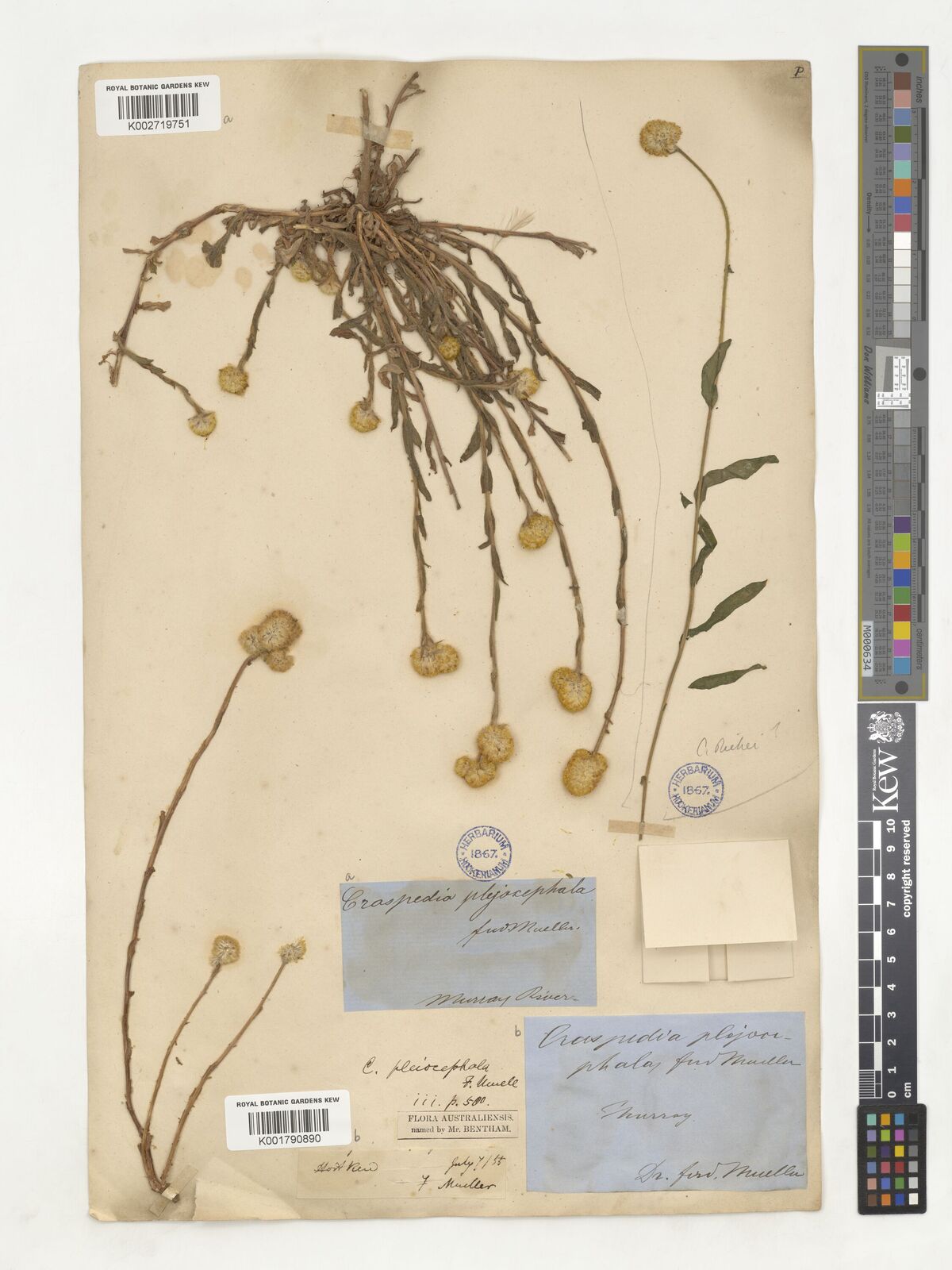 Pycnosorus pleiocephalus (F.Muell.) J.Everett & Doust | Plants of the ...