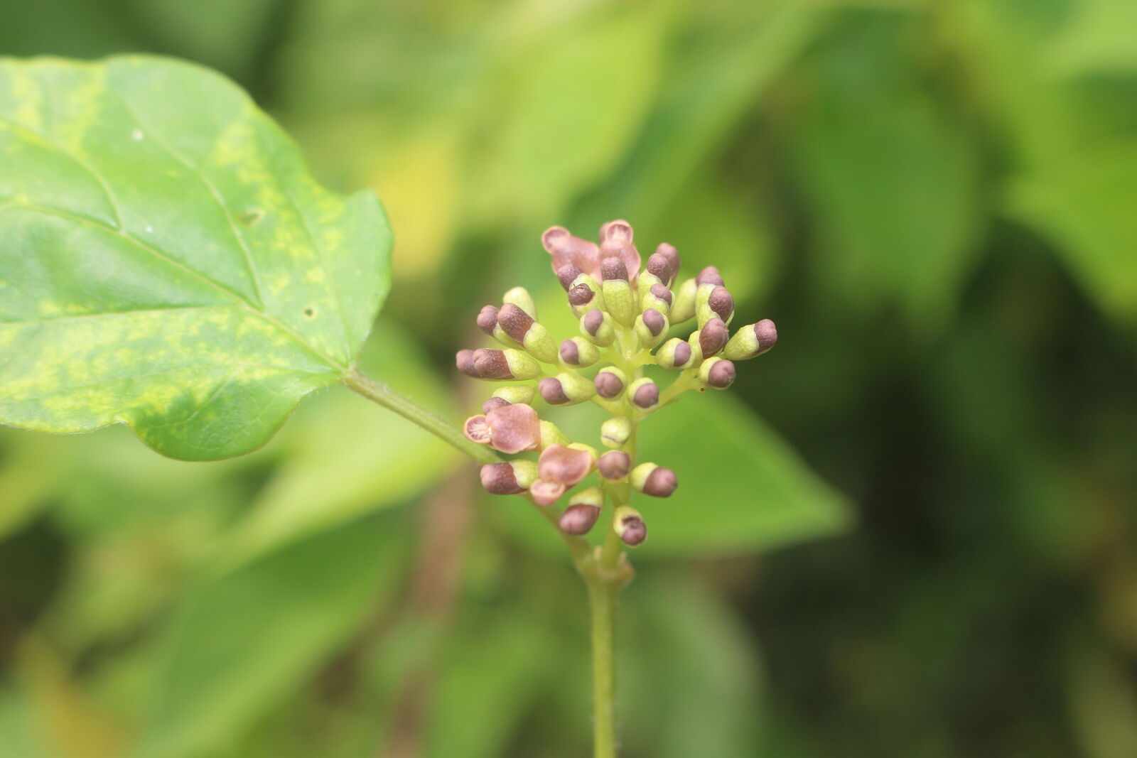 Premna corymbosa Rottler | Plants of the World Online | Kew Science