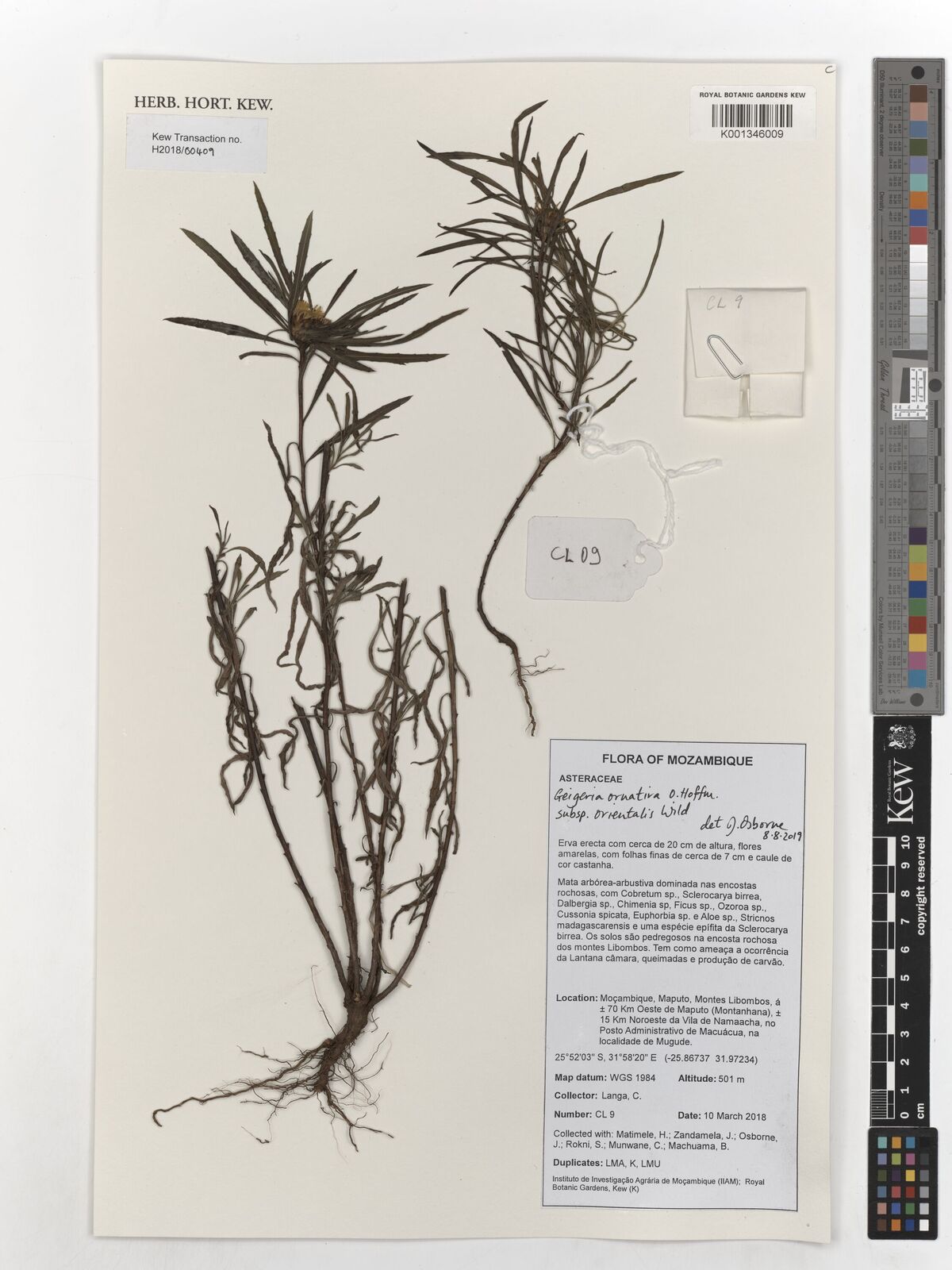 Geigeria ornativa subsp. orientalis Wild | Plants of the World Online ...