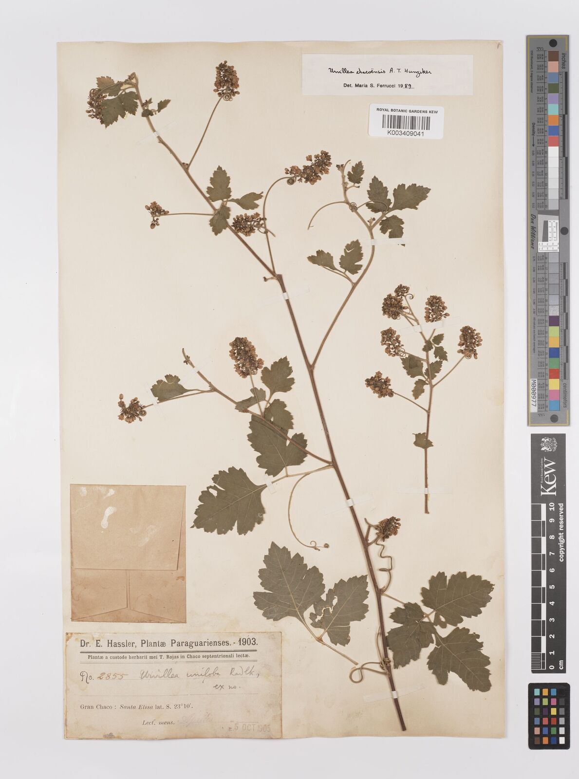Urvillea chacoensis Hunz. | Plants of the World Online | Kew Science