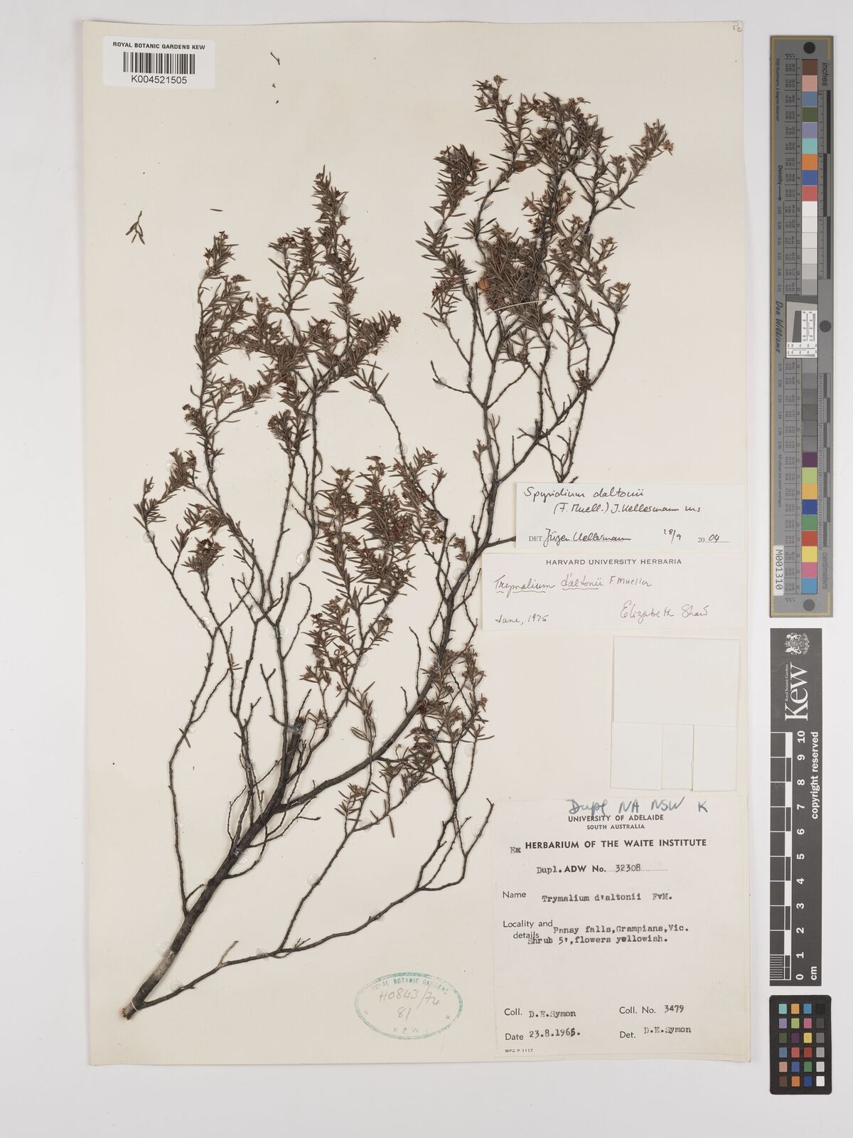 Spyridium daltonii (F.Muell.) Kellermann | Plants of the World Online ...