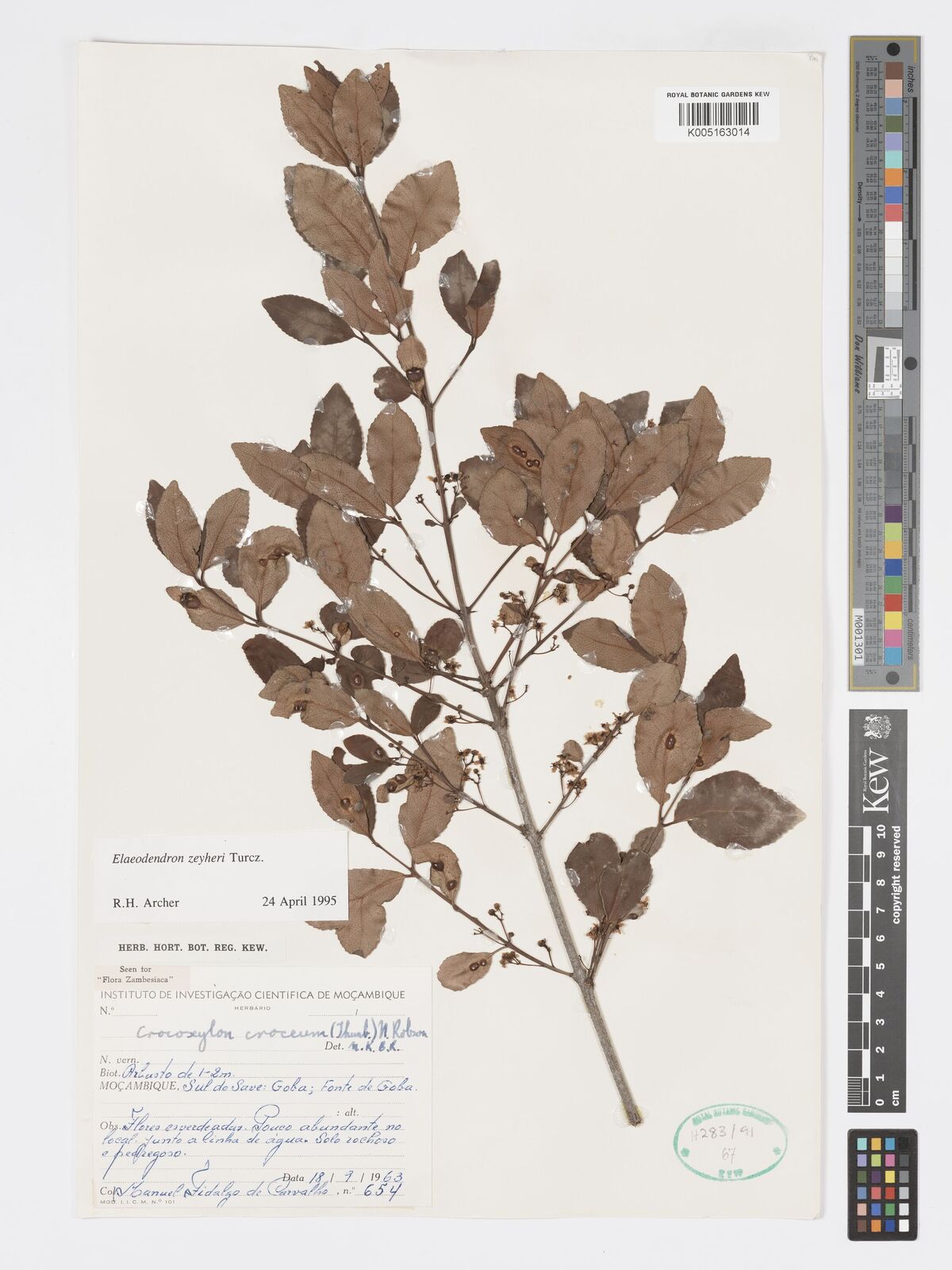 Elaeodendron zeyheri Turcz. | Plants of the World Online | Kew Science