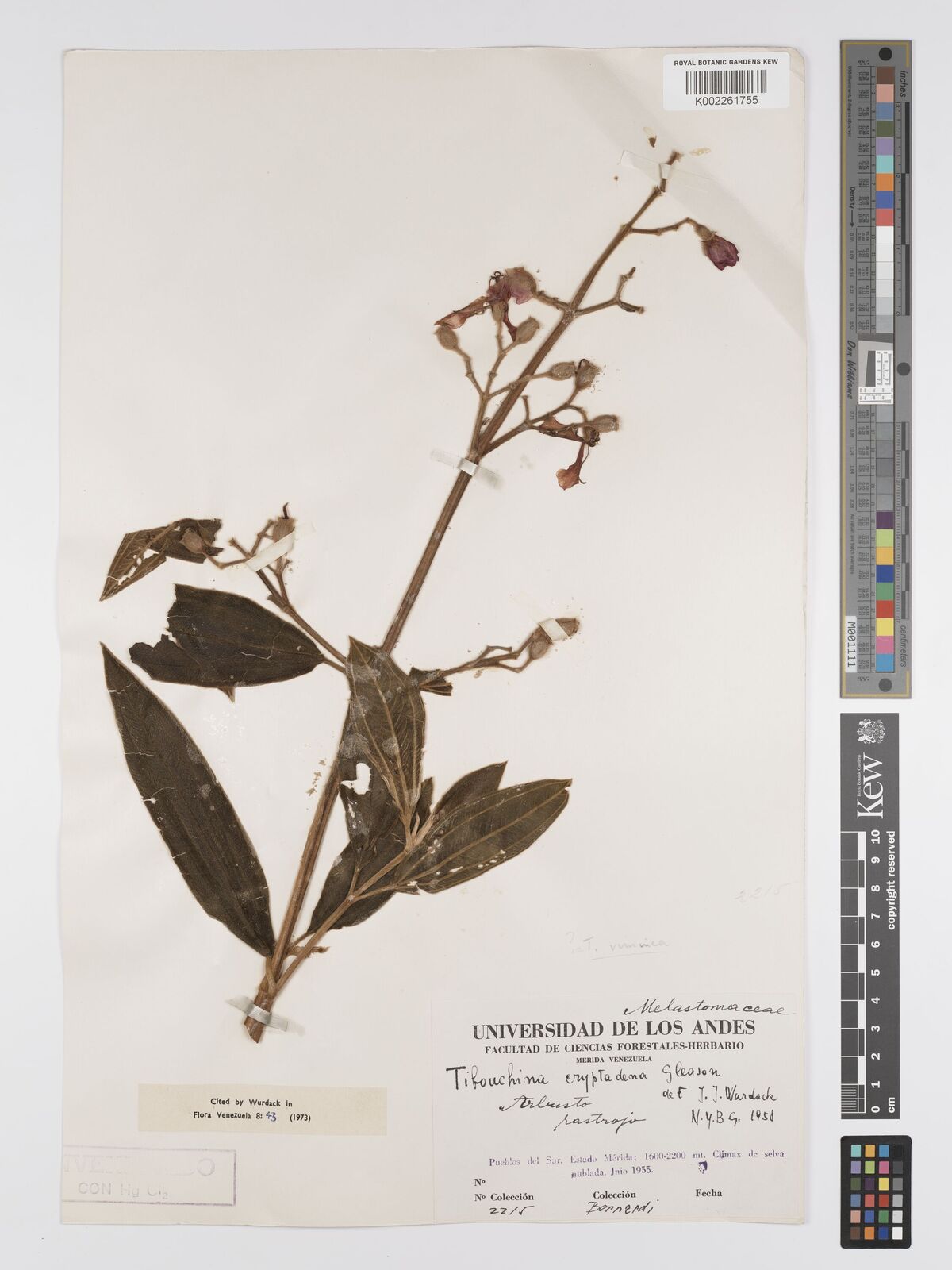 Pleroma cryptadenum (Gleason) P.J.F.Guim. & Michelang. | Plants of the ...