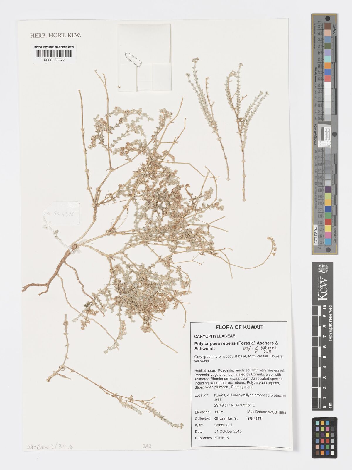 Polycarpaea repens (Forssk.) Asch. & Schweinf. | Plants of the World ...