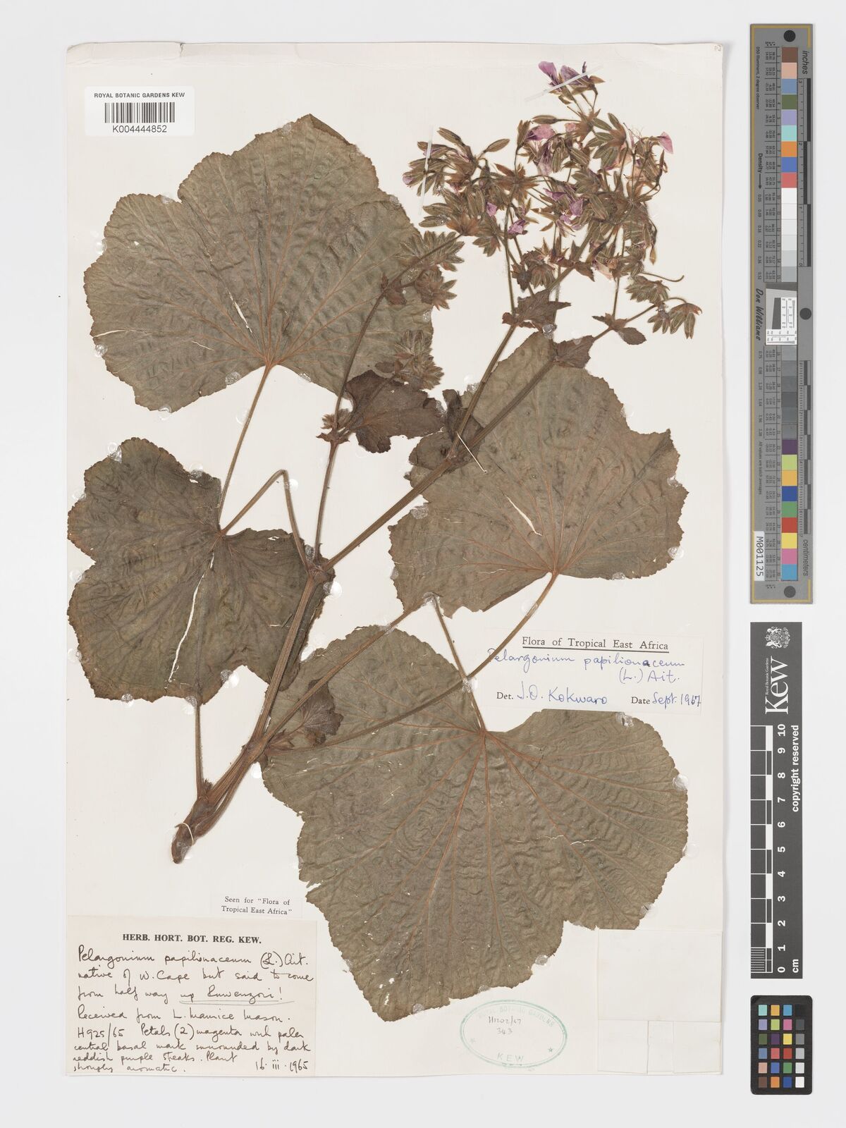 Pelargonium papilionaceum (L.) L'Hér. | Plants of the World Online ...