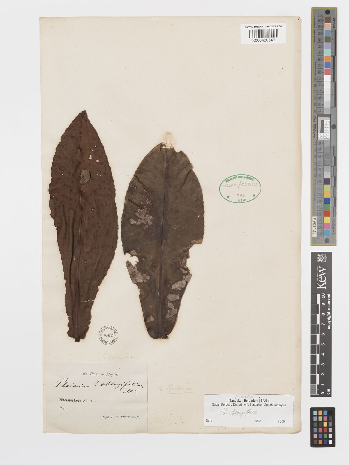 Polyspora oblongifolia (Miq.) Orel, Peter G.Wilson, Curry & Luu ...