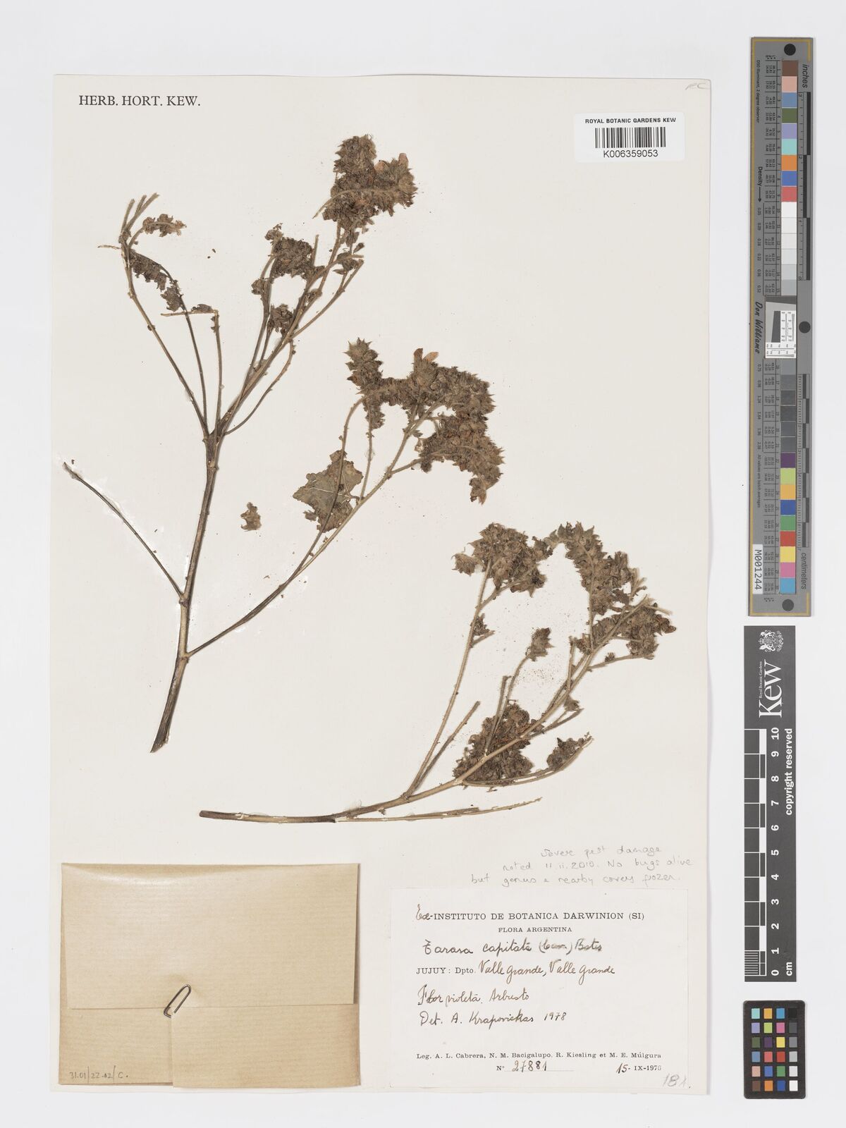 Tarasa capitata (Cav.) D.M.Bates | Plants of the World Online | Kew Science