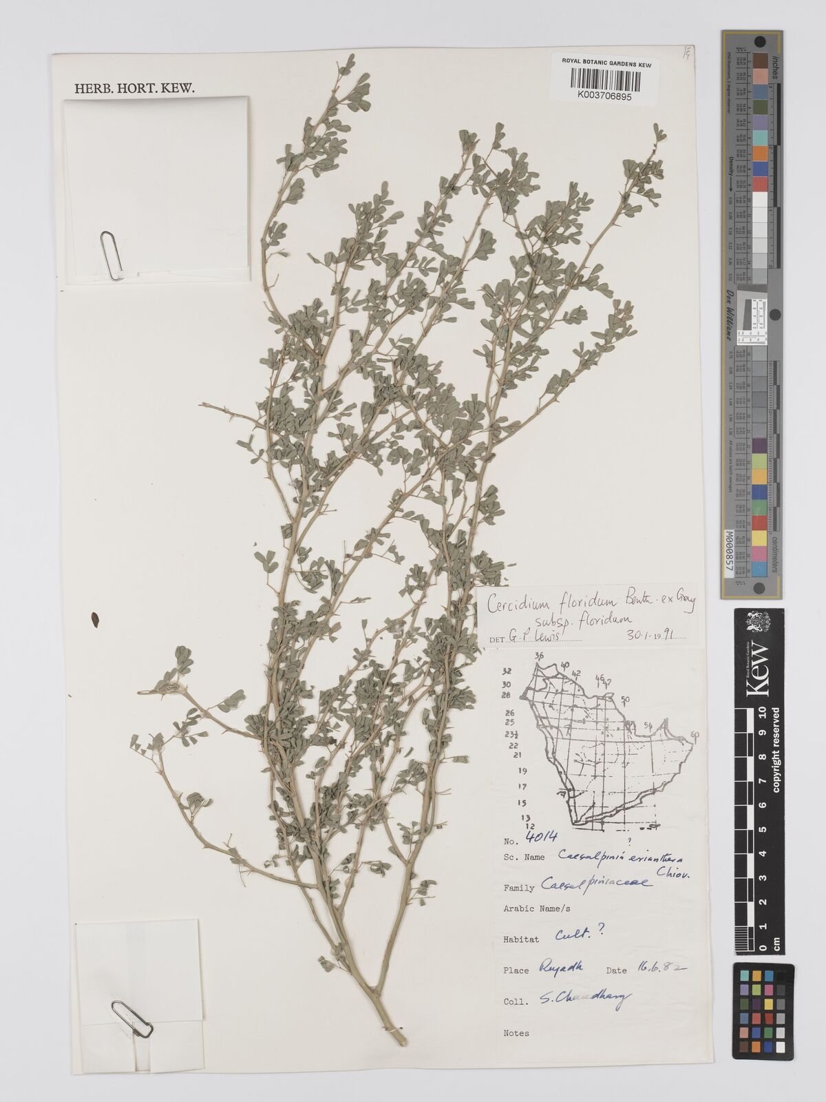 Parkinsonia florida subsp. florida | Plants of the World Online | Kew ...