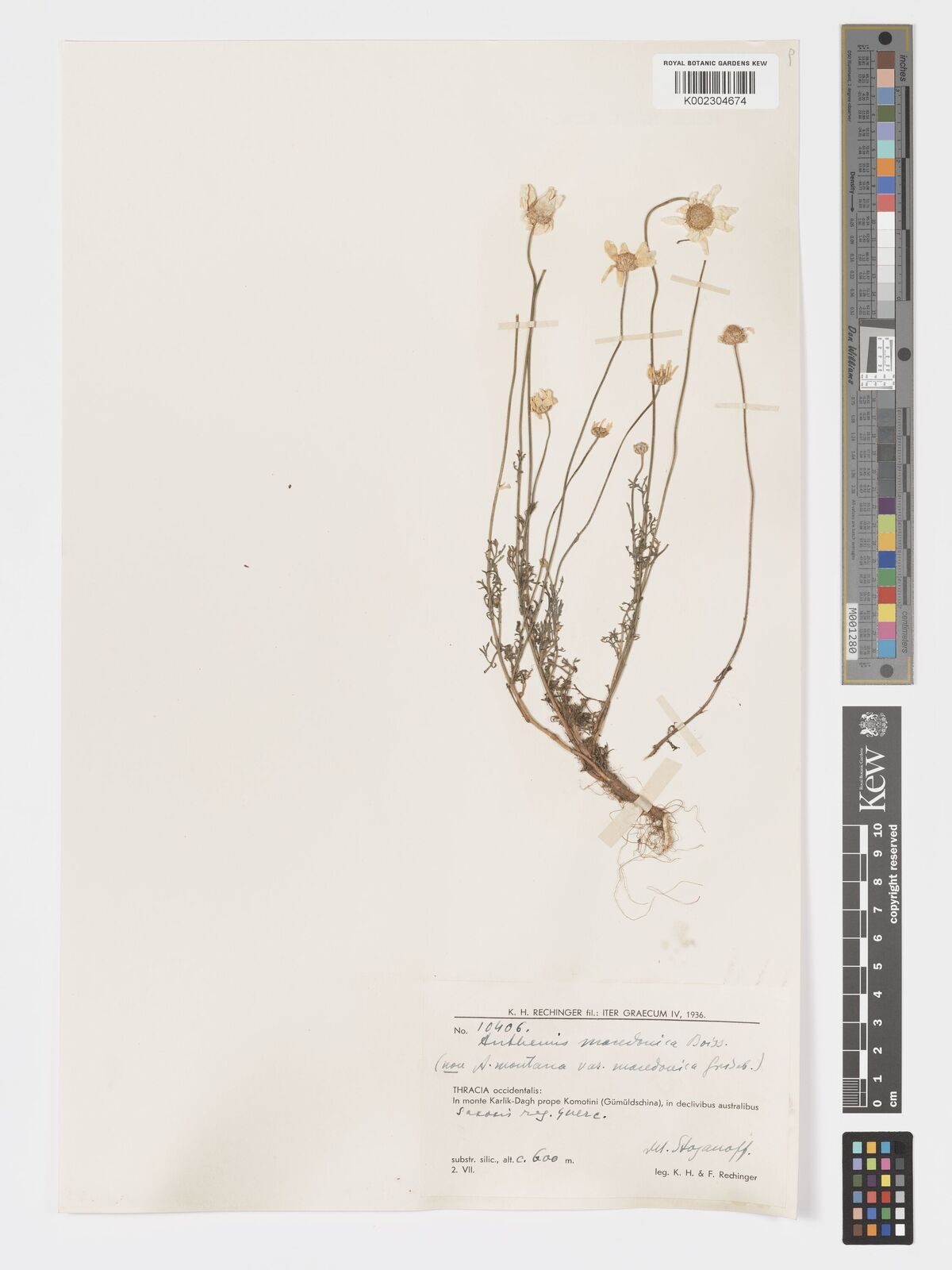 Anthemis macedonica Boiss. & Orph. | Plants of the World Online | Kew ...