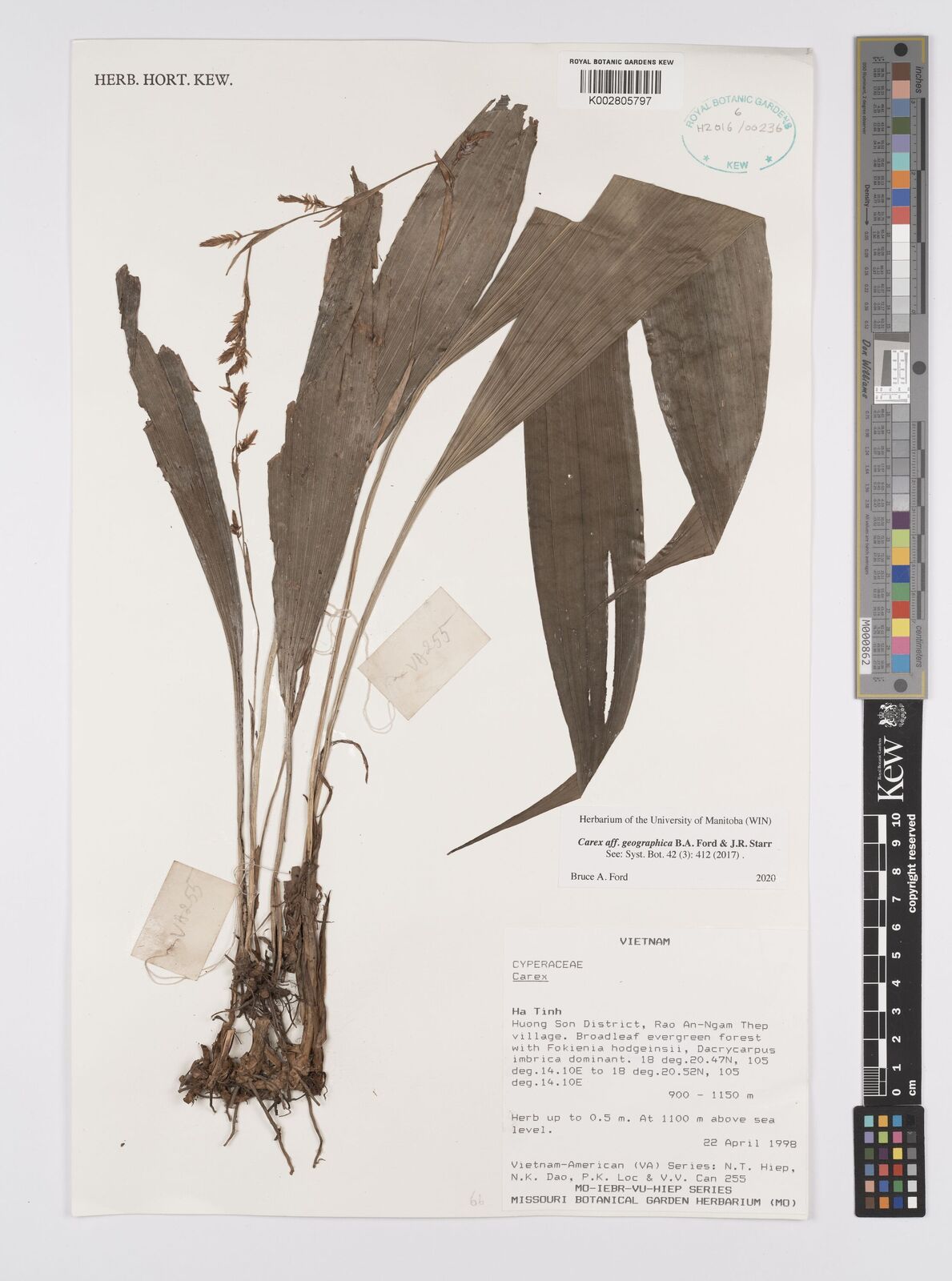 Carex geographica B.A.Ford & J.R.Starr | Plants of the World Online ...