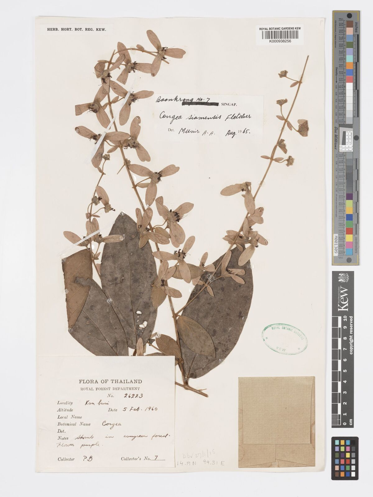 Congea siamensis H.R.Fletcher | Plants of the World Online | Kew Science