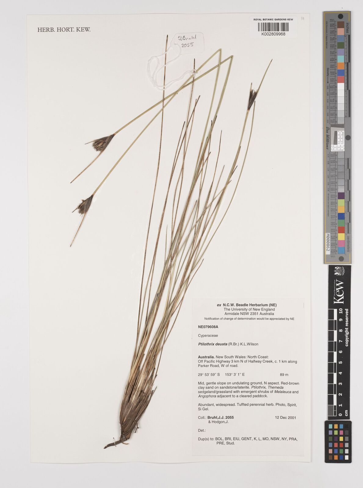 Ptilothrix deusta (R.Br.) K.L.Wilson | Plants of the World Online | Kew ...