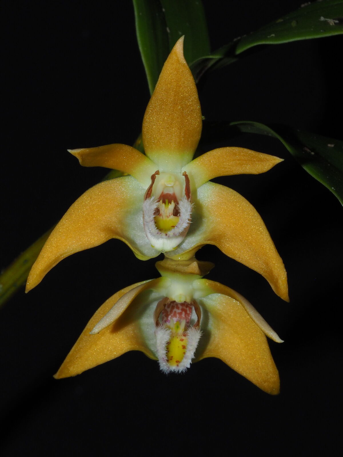 Dendrobium fleckeri Rupp & C.T.White | Plants of the World Online | Kew ...