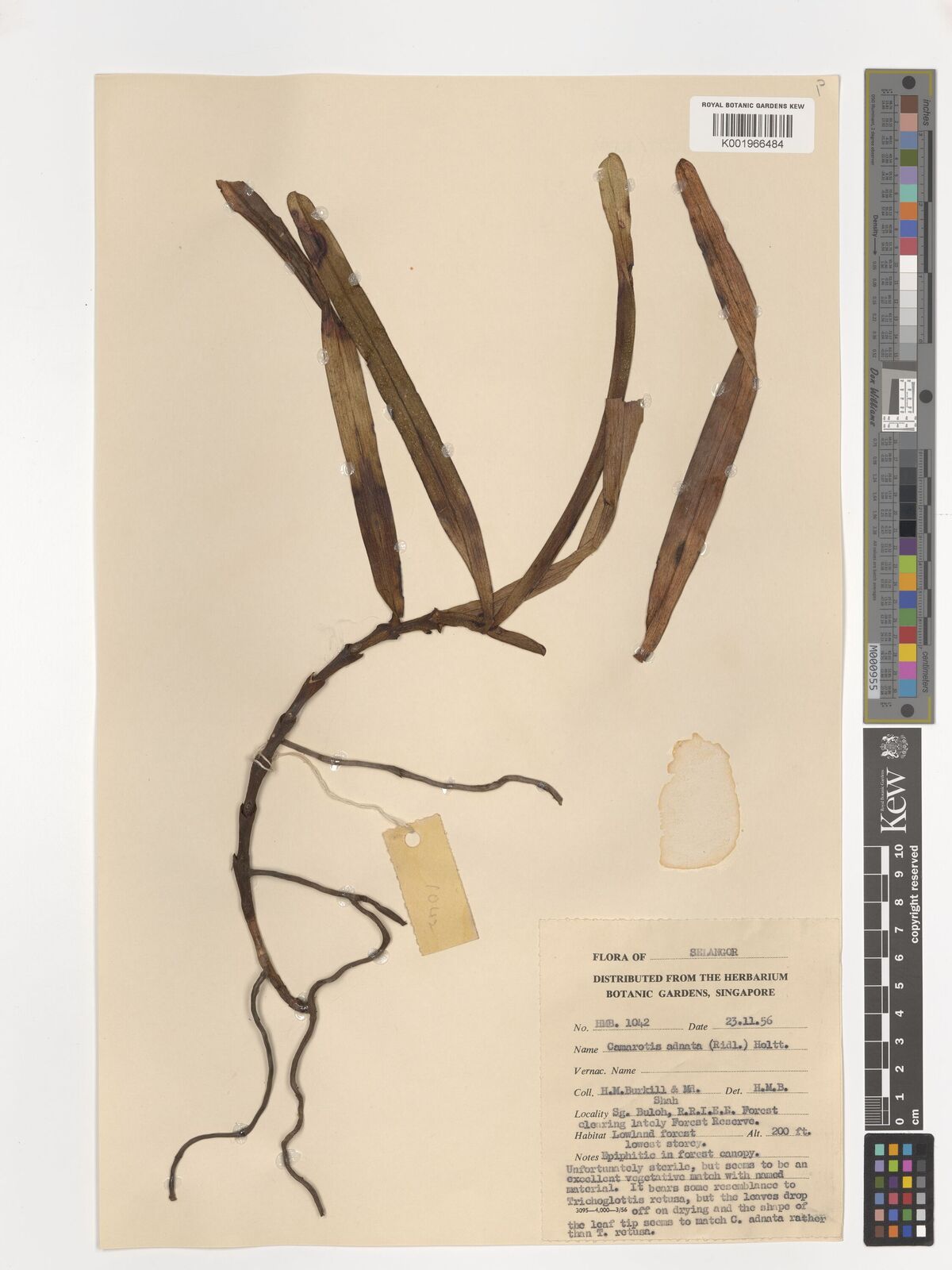Micropera fuscolutea (Lindl.) Garay | Plants of the World Online | Kew ...