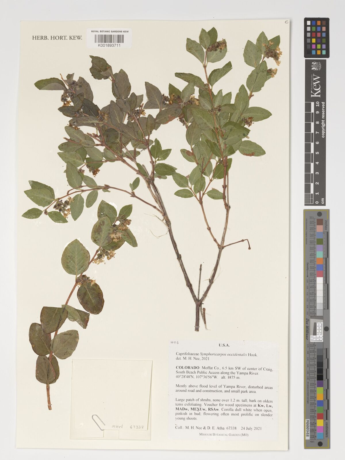 Symphoricarpos occidentalis (R.Br.) Hook. | Plants of the World Online ...