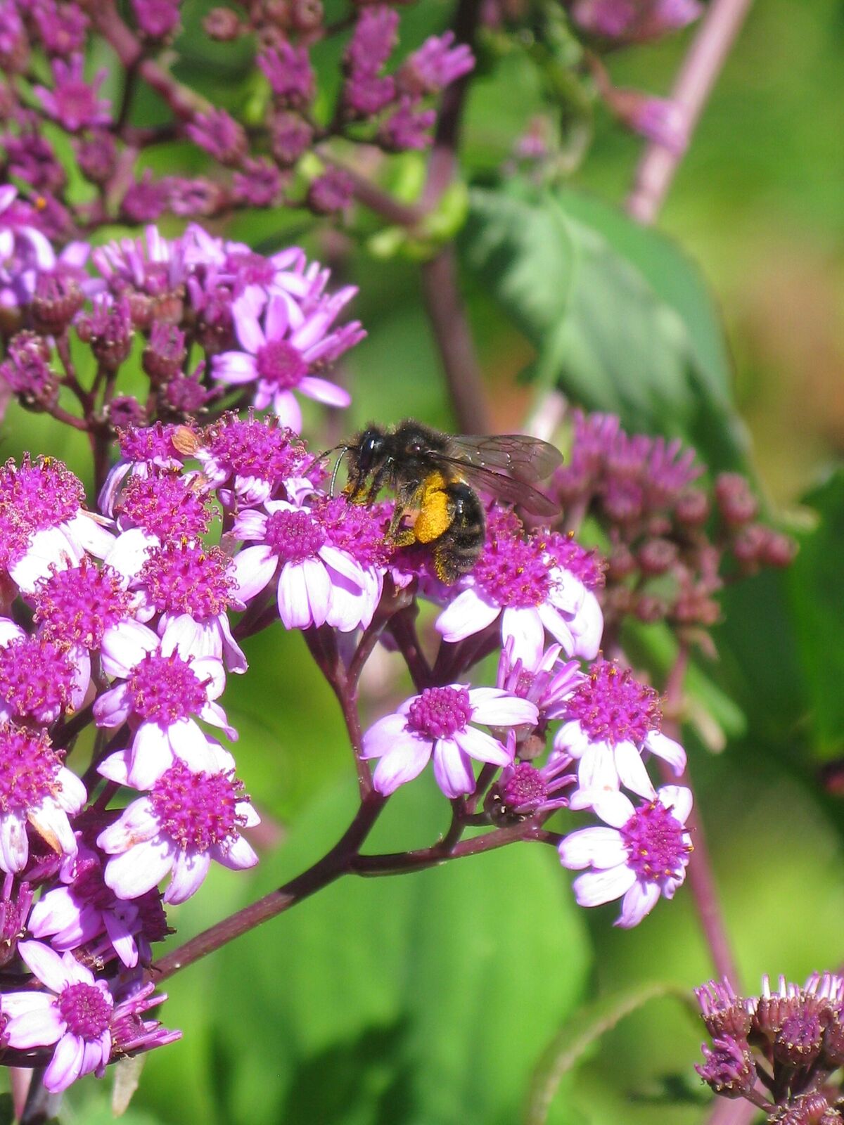 Pericallis papyracea (DC.) B.Nord. | Plants of the World Online | Kew ...