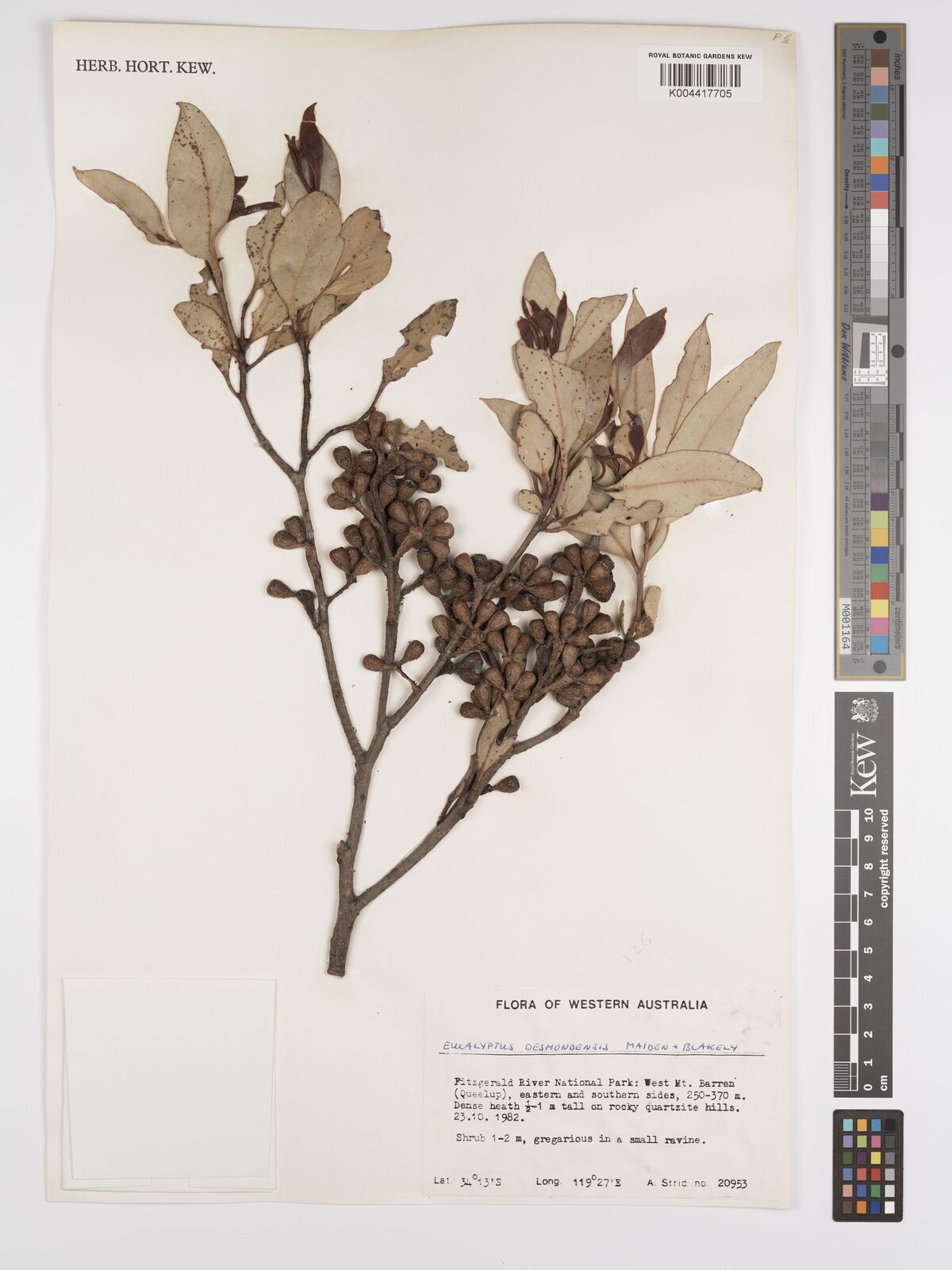 Eucalyptus desmondensis Maiden & Blakely | Plants of the World Online ...
