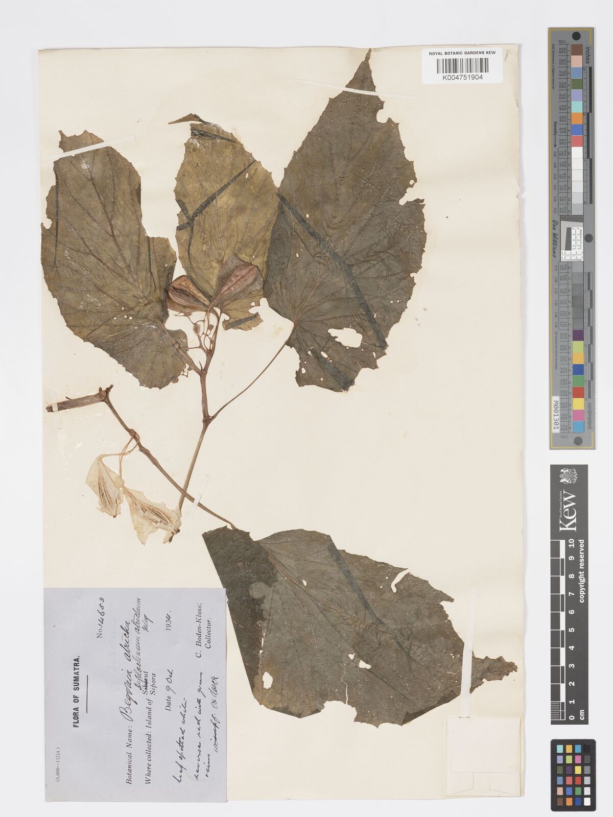 Begonia atricha (Miq.) Miq. ex A.DC. | Plants of the World Online | Kew ...